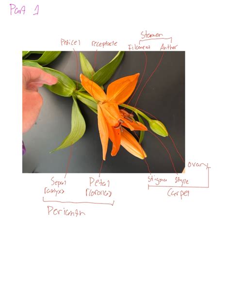 Plant Structure And Grocery Store Botany Notability Gallery