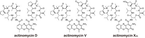 Actinomycin V Inhibits Migration And Invasion Via Suppressing Snail