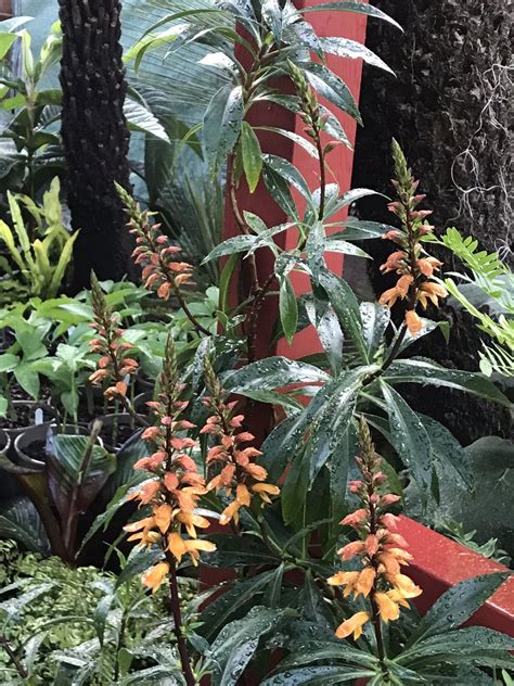 Mike Clifford On Twitter Isoplexis Canariensis Is Realy Putting On A