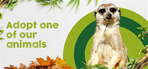 Adopt A Slender Tailed Meerkats Support Wildlife Conservation