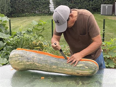 Oc My Neighbor Grew A Massive Winter Squash Rpics
