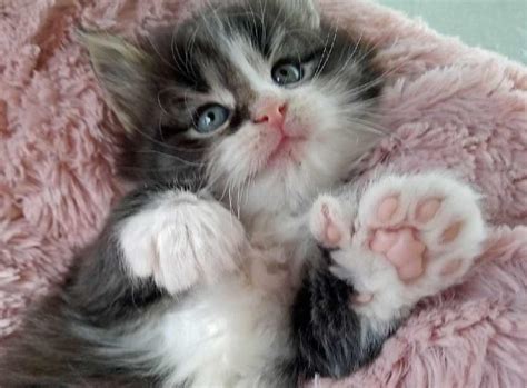 Understanding A Cat With Thumbs
