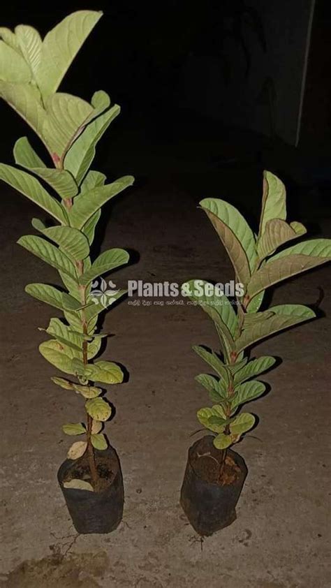 පේර පැල විකිනීමට Plants And Seeds