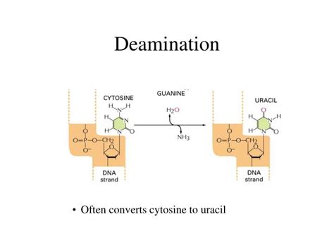 Ppt Depurination Powerpoint Presentation Id4433126