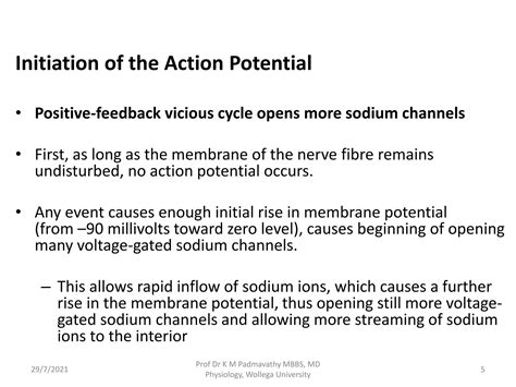 Lecture 8 Action Potential Pdf