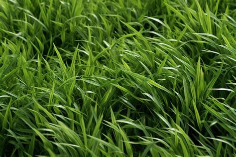 Premium Ai Image Grass Pattern
