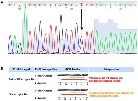 A Electropherogram Showing The Novel Mutation Identified In The Download Scientific Diagram