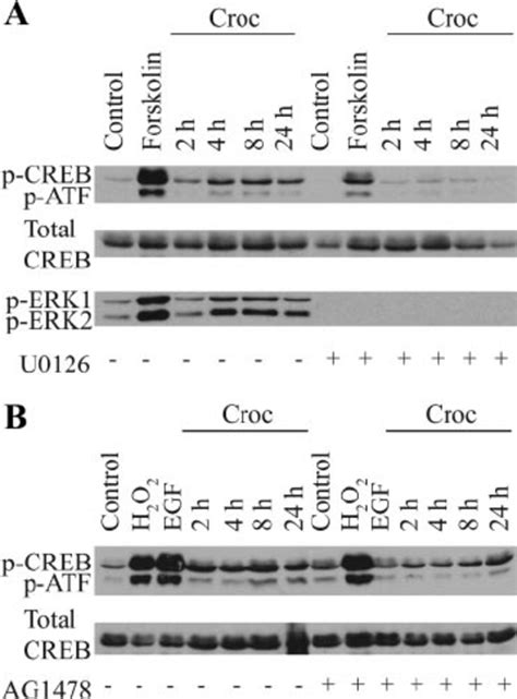 Reduction Of Egf Receptor Egfr And Extracellular Signal Regulated Download Scientific Diagram