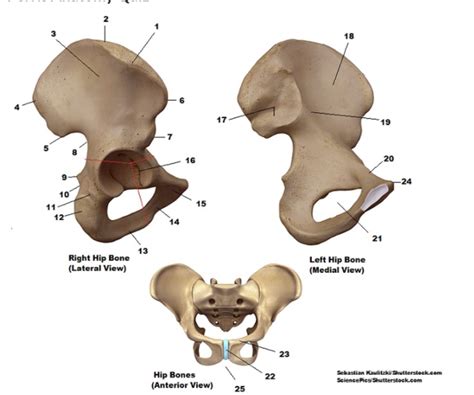 Pelvic Bone Diagram Quizlet