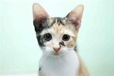 אגודת צער בעלי חיים בישראל תל אביב פוליה חתולה מעורבת בת 3 חודשים מתוקה ומתמסרת לליטופים