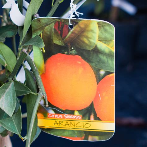 Copac De Portocale Citrus Sinensis Paradiss