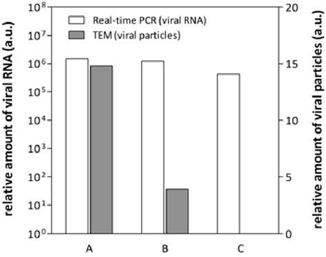 Three Areas Of The Potato Leaf Expressing Phenotypically Different