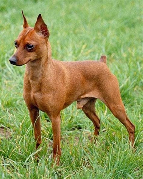 Stag Red Miniature Pinscher Miniature Pinscher Grooming Bathing And