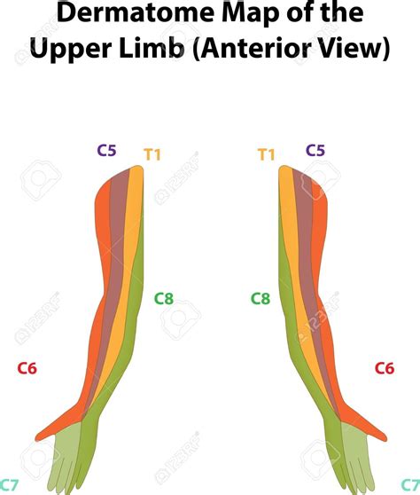 Unmarked Dermatomes Map Upper Limb Dermatomes Chart And Map