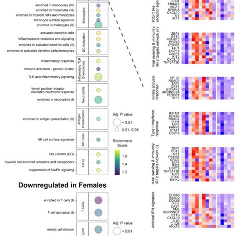 Gene Expression Responses To Hsv529 Show Associations With Sex In