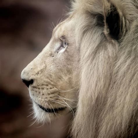 Wallpaper Singa Putih 57 Koleksi Gambar