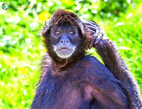 Geoffroys Spider Monkey Characteristics Ateles Geoffroyi Diet And Facts