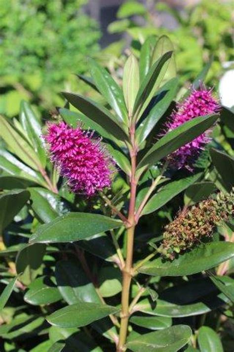 Hebe Speciosa Devil Mountain Wholesale Nursery