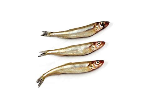 Whitebait Pomona Export