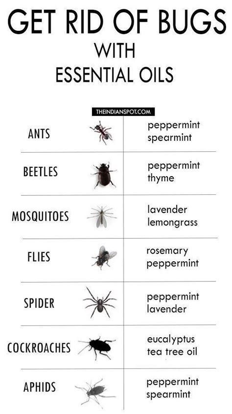 Best 12 How To Kill Ants Naturally Outside Artofit