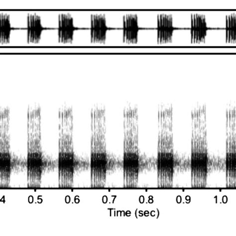 Oscillogram Top And Spectrogram Lower Of An Advertisement Call From Download Scientific