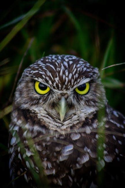 7 Ways Light Pollution Affects Nocturnal Wildlife Digitaldigest