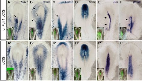 Figure 1 From Fgfmapk Signaling Is Required In The Gastrula Epiblast