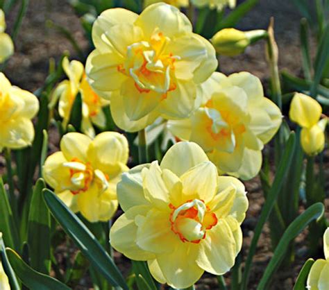 Daffodil Tahiti The Garden Club Of Houston