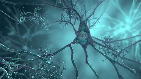 Protein Clumping In Alzheimers And Normal Aging Explored In New Study