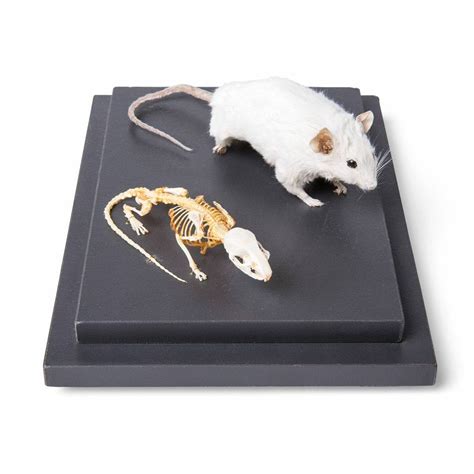 Science Education Albb Mouse And Mouse Skeleton Specimen Mouse Skeleton Natural Bone Model