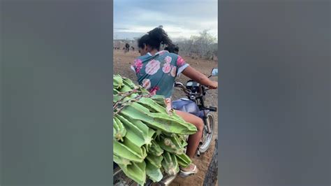 Cheguei Com Mandacaru Youtube