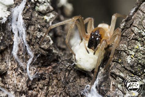 Sac Spider African Snakebite Institute