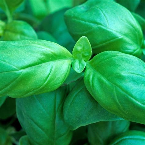 Basilic Grand Vert Les Jardins De Baugnac