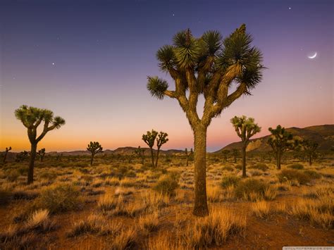 Joshua Tree Wilderness Mojave Desert California Arid Landscape 4k