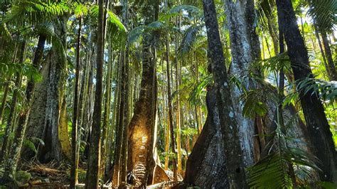 How Forest Therapy Is Growing More Connected Workplaces Association
