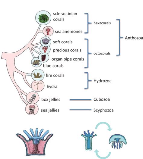 Phylogenetic Tree Of Corals And Related Cnidarians Upper Panel Most