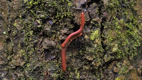 Trigoniulus Corallines Also Called As Rusty Millipede Or Common Asian