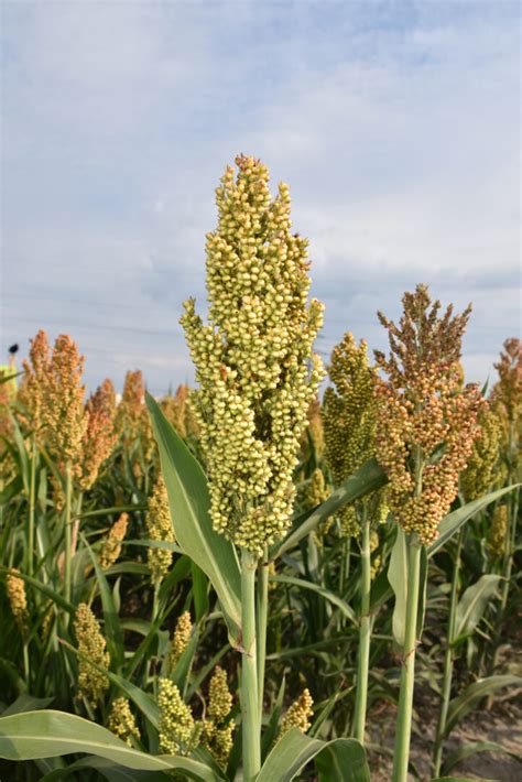 Cirok A Gyengébb Talajok Gazdaságos Növények Jó Gazda