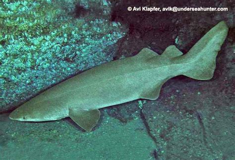 Bramble Shark