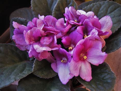 Guía Completa De Cuidados De La Violeta Africana Consejos Y Soluciones