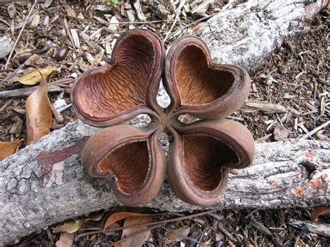 Interesting Seed Pod From Tree Heart In Nature Seed Pods Heart Shapes