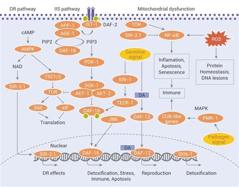 衰老过程中的信号途径中最具有抗衰潜力的信号通路生物器材网
