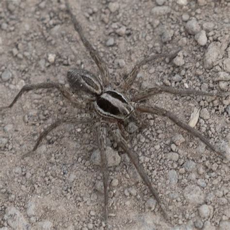Wolf Spider Schizocosa Mccooki Wild Columbia County