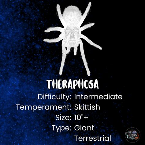 Theraphosa Blondi Goliath Bird Eater Tarantula 2 Exotics Unlimited