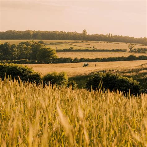 Max Miechowski Companion Artists