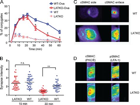 Formation Of Ctl Target Cell Conjugates And The Immunological Synapse Download Scientific