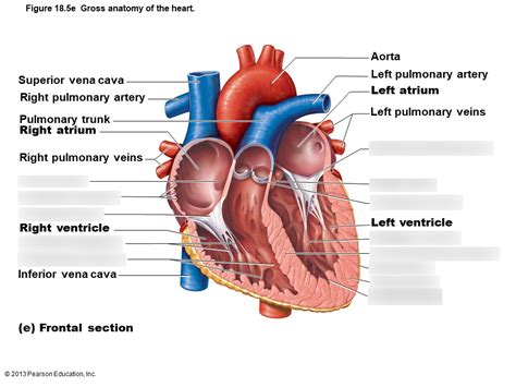 Pectinate Muscles