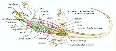 Digestion Marine Iguana