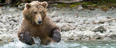 Venturing Into The Wilderness A Safari To Katmai And Lake Clark