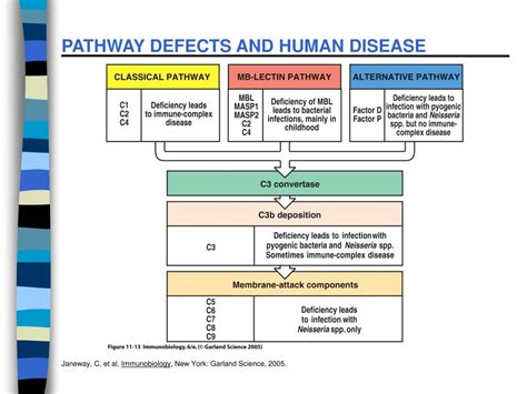 Ppt Mannose Binding Lectin Pathway Powerpoint Presentation Free